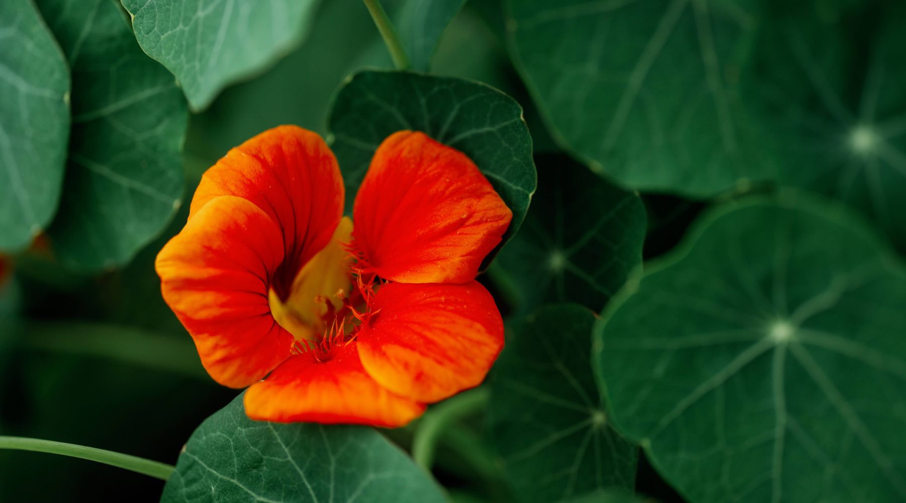 Nasturtium Growing In Containers How To Plant, Grow And Care For