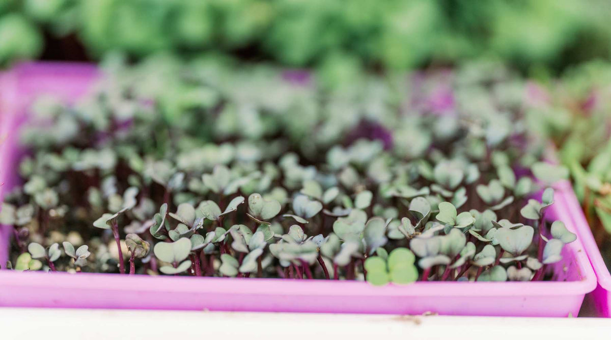 Health Benefits Of Microgreens | Discover the Benefits of Microgreens ...