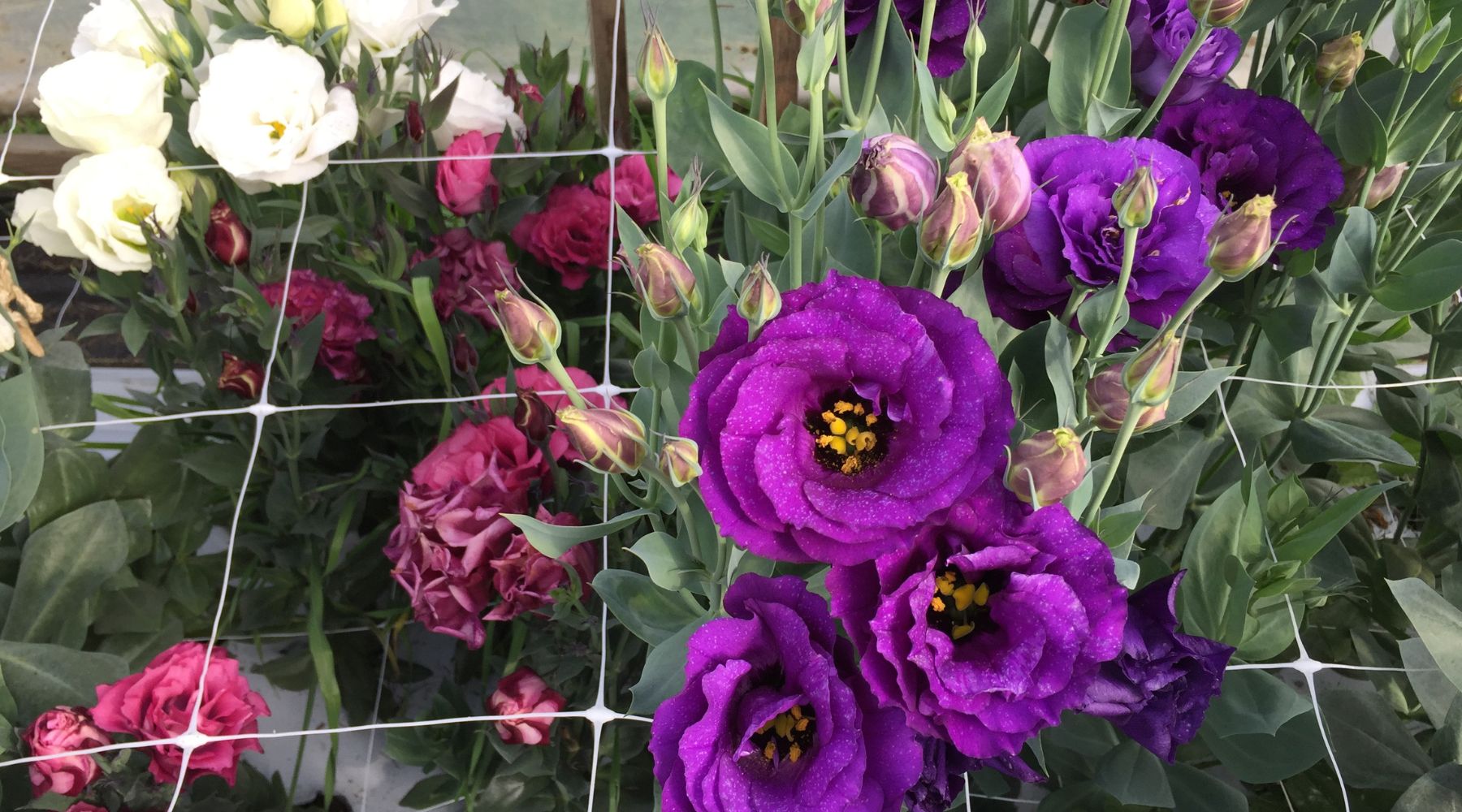 How to Install Plastic Trellis Netting for Flowers - Bootstrap Farmer