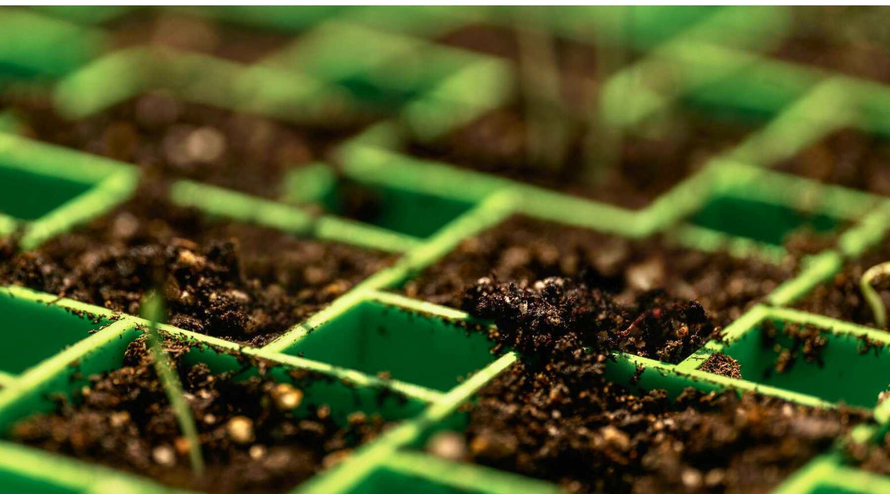 seedlings not sprouting