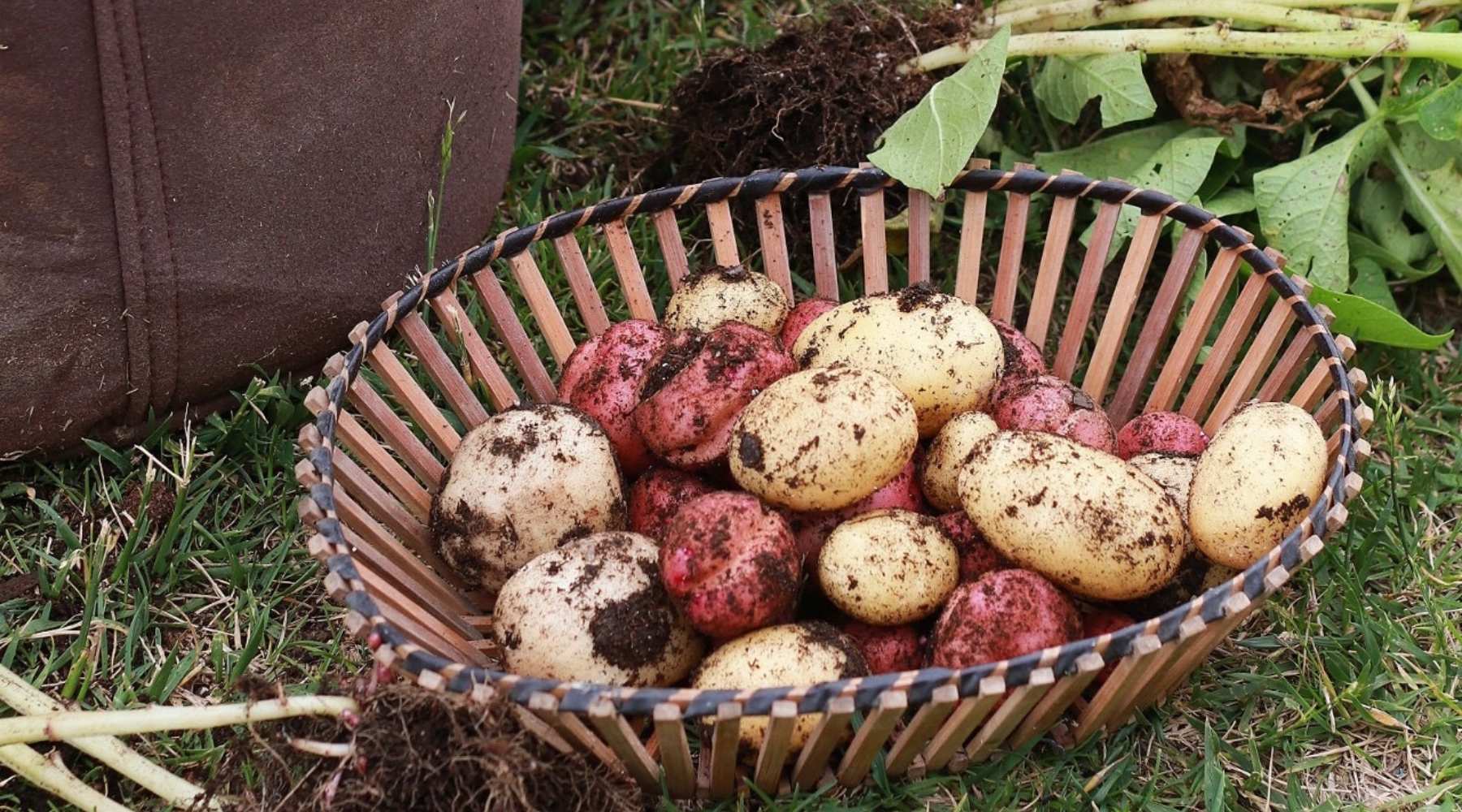 Growing Potatoes in Grow Bags - Bootstrap Farmer