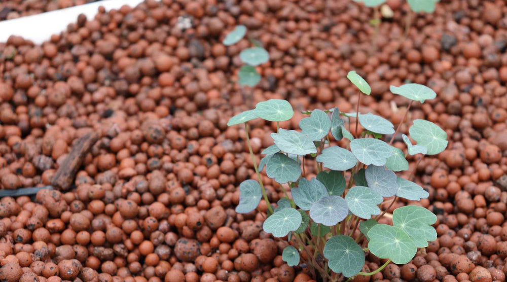 Flower Farming - Bootstrap Farmer