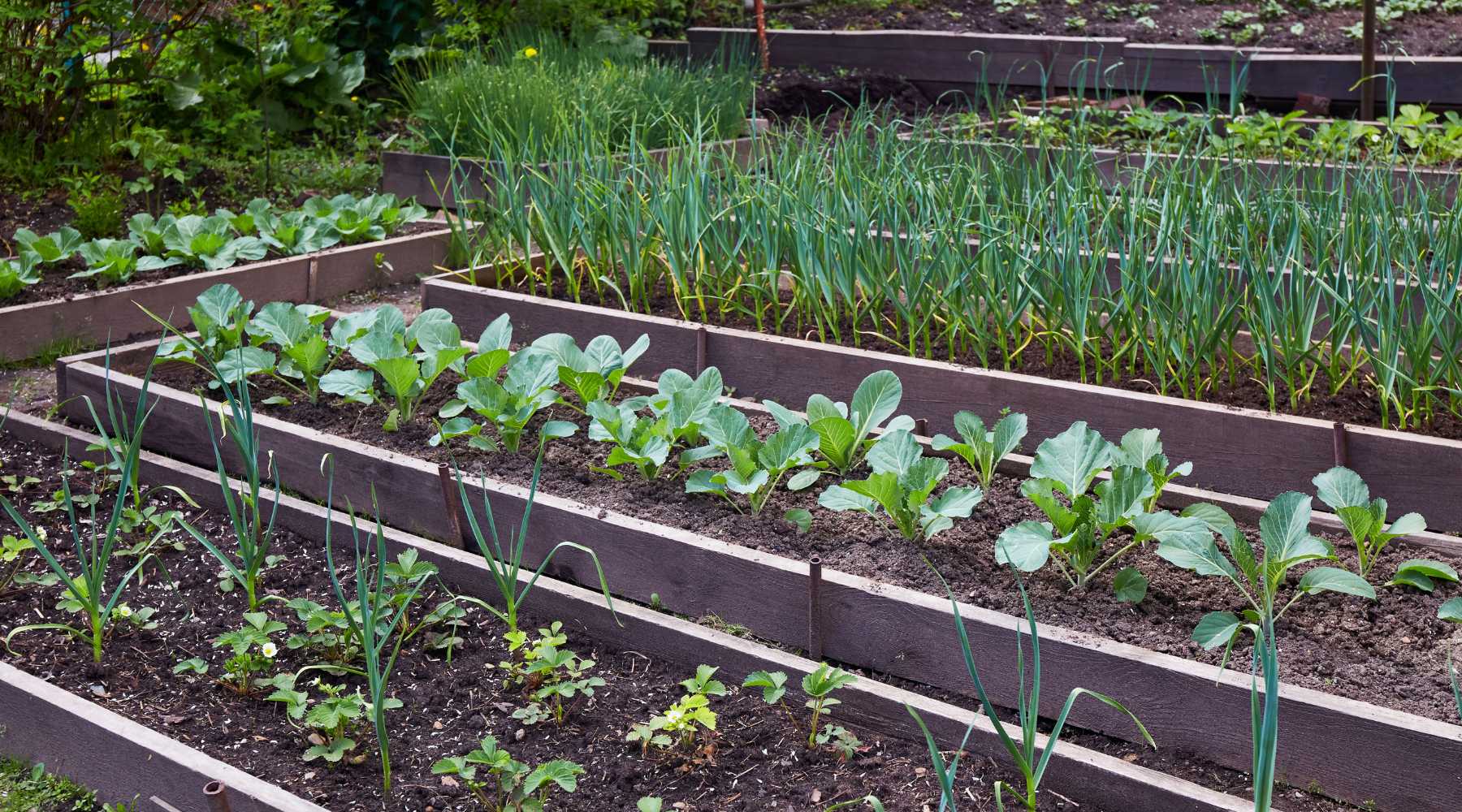 A raised bed garden growing onions, lettuce, kale, and garlic in wooden ...