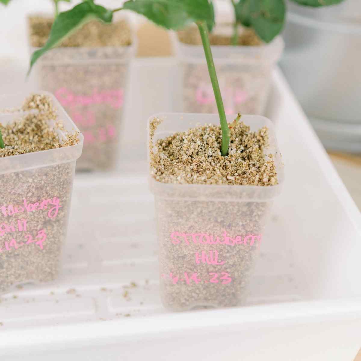 Collections - Bootstrap Farmer