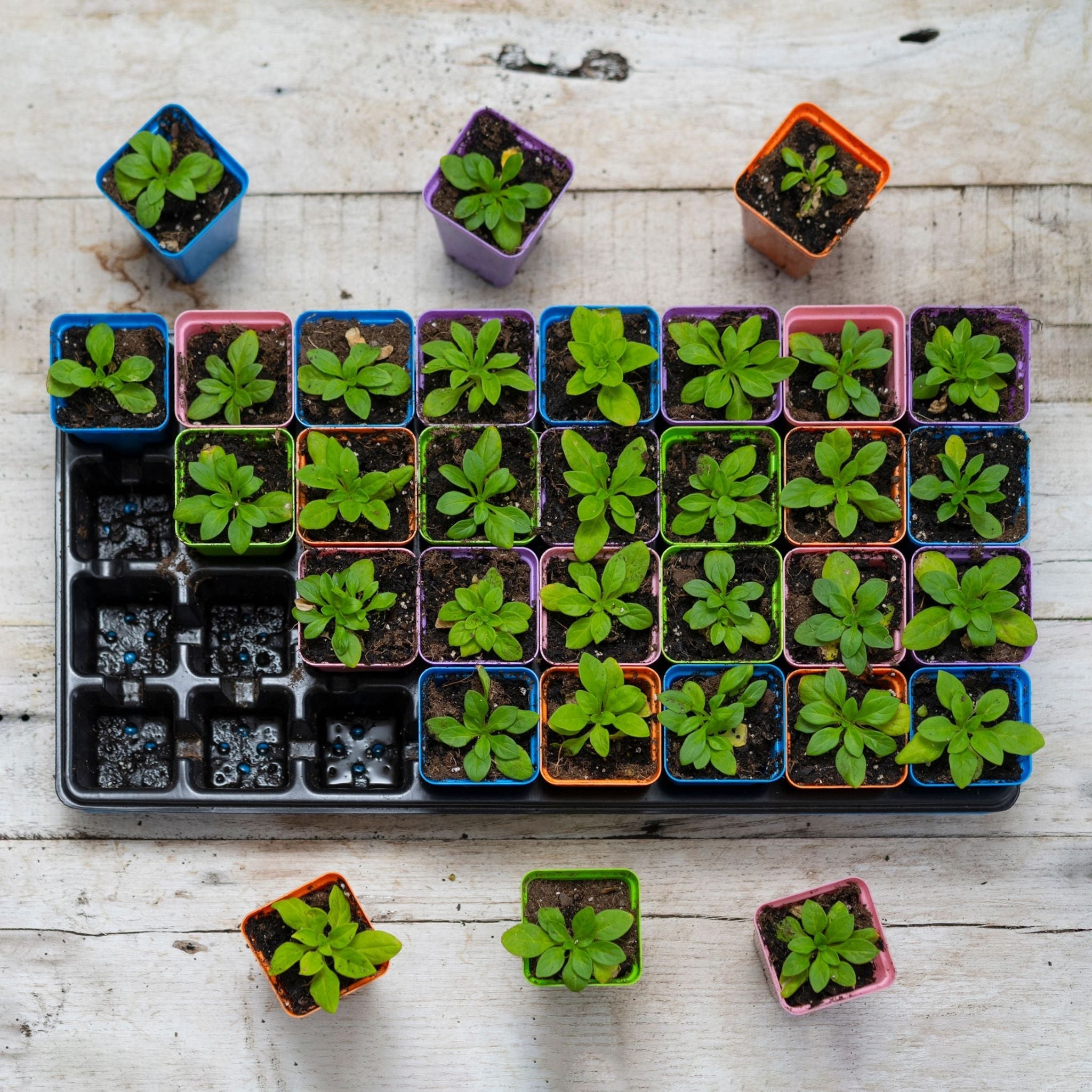 Plant Starter Trays & Inserts | Buy 32-Cell Reusable Seed Starting ...