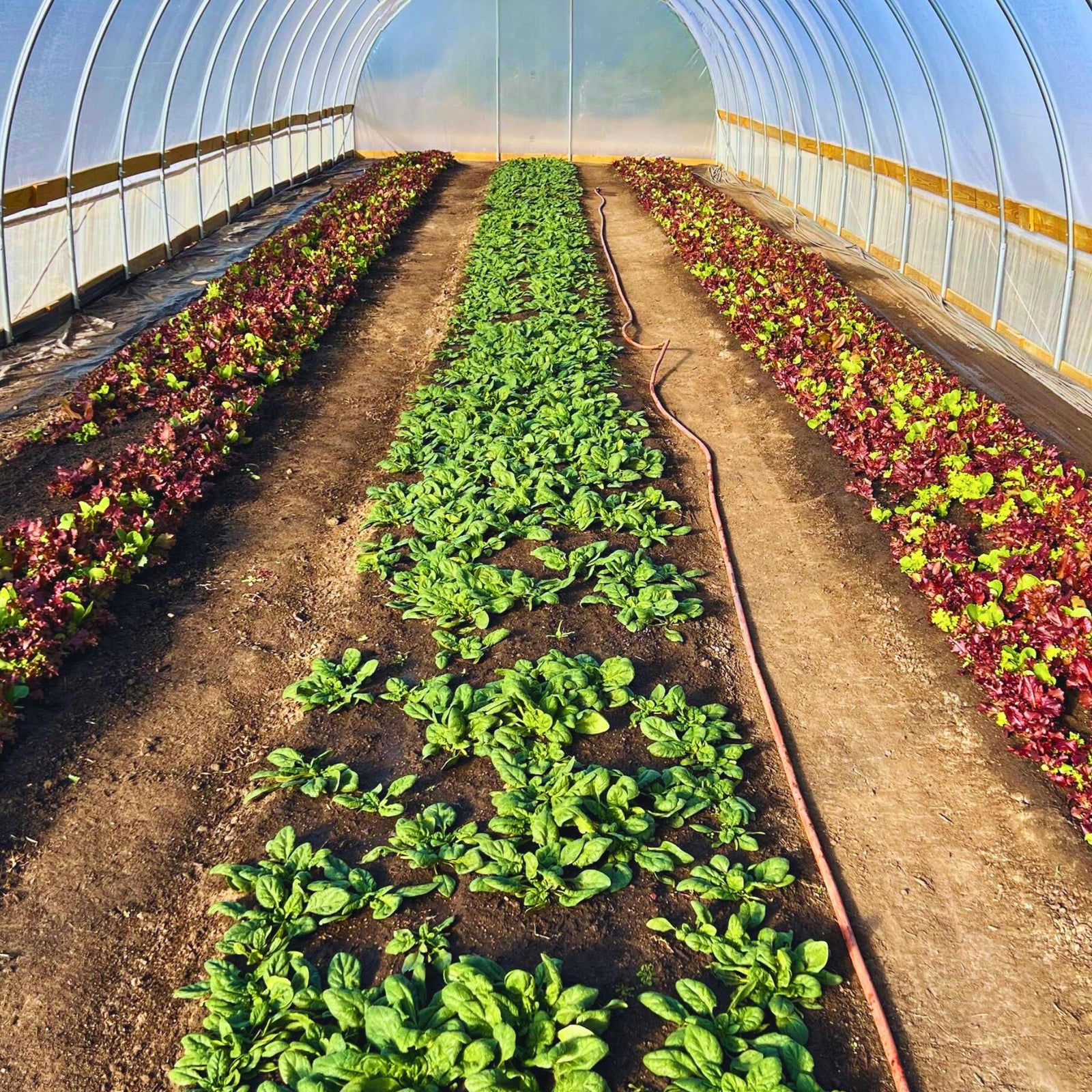 Essential round high tunnel kit on farm